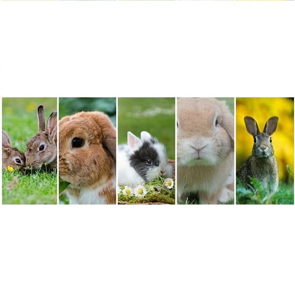 CUIDADOS del CONEJO – La tercera mascota domestica